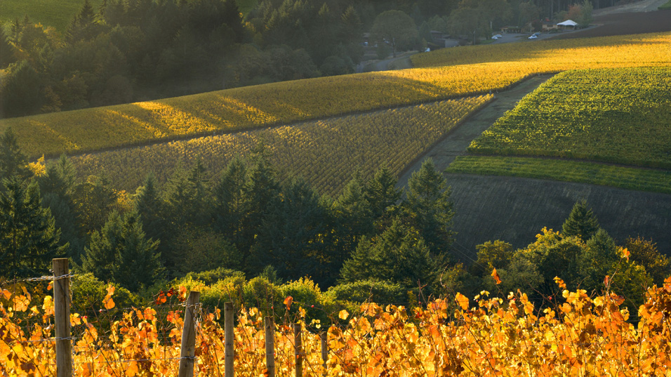 Erath - A Historic Winery in the Dundee Hills of Oregon